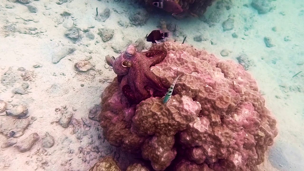 More from Otto the Octopus - YouTube