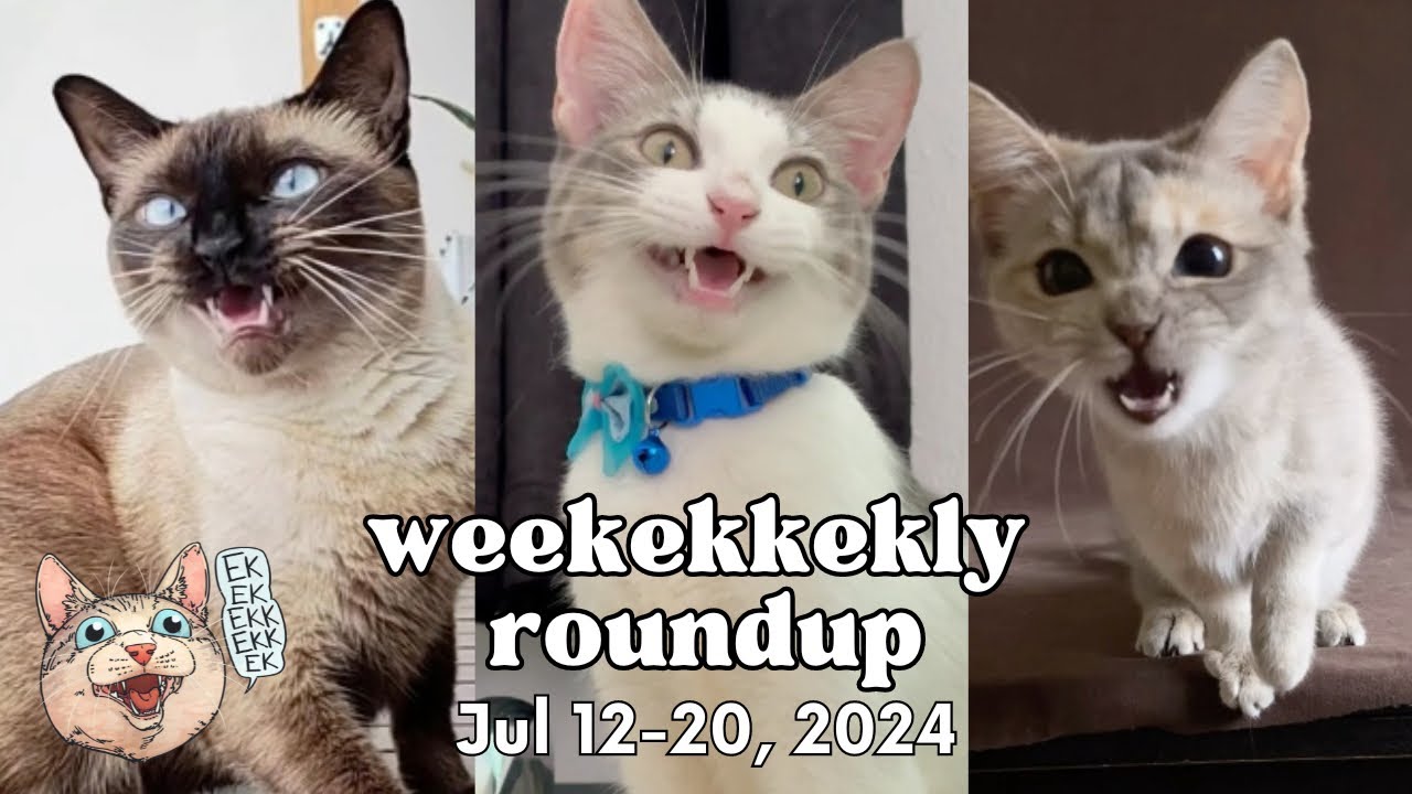 Ekekekkekkek Compilation Cat Chattering And Chirping Weekly Roundup