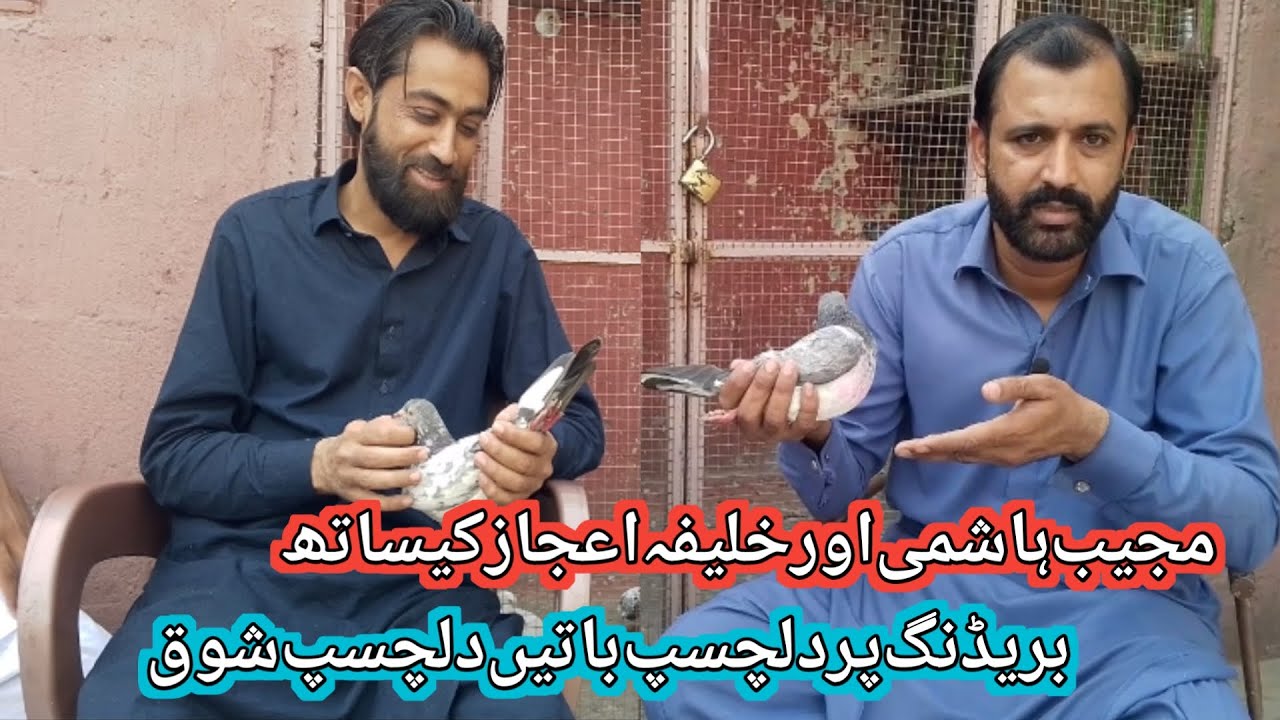 Mujeeb Hashmi & Khalifa Ijaz K Breeder kabutaro ka Shoq Or Breeding ...