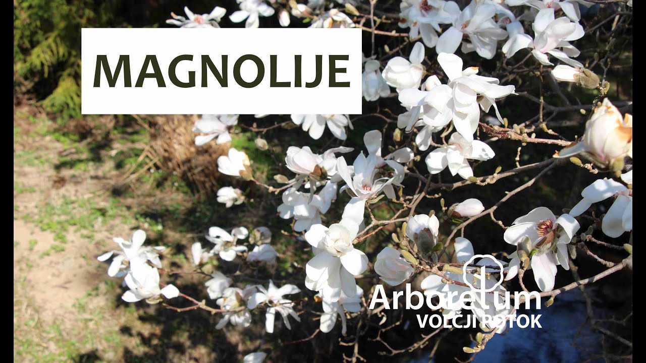 Magnolije - YouTube