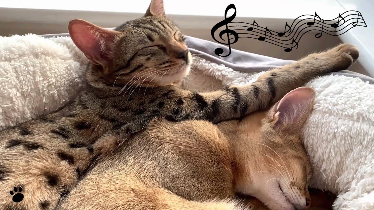 Cat Music - Sounds that Cats Love, Soothing Music (with cats purring ...