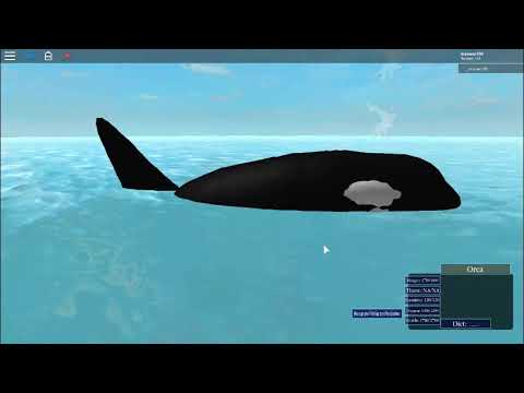 WILD OCEAN- Flounders can fly?(game in the description) - YouTube