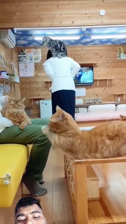 My lazy cat dancing #cat - YouTube