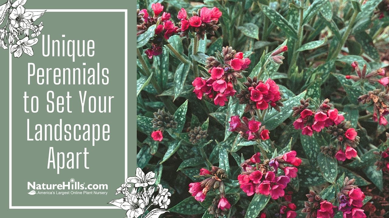 Unique Perennials to Set Your Landscape Apart | NatureHills.com - YouTube