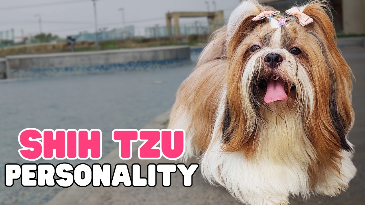 Shih Tzu - Temperament and Characteristics - YouTube
