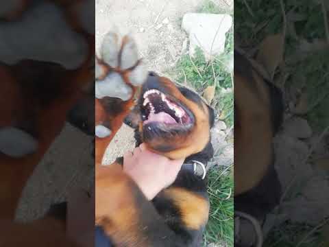 Rottweiler Köpekleri  Sahibine Saldırırmı?  Do Rottweiler Dogs Attack Their Owners?