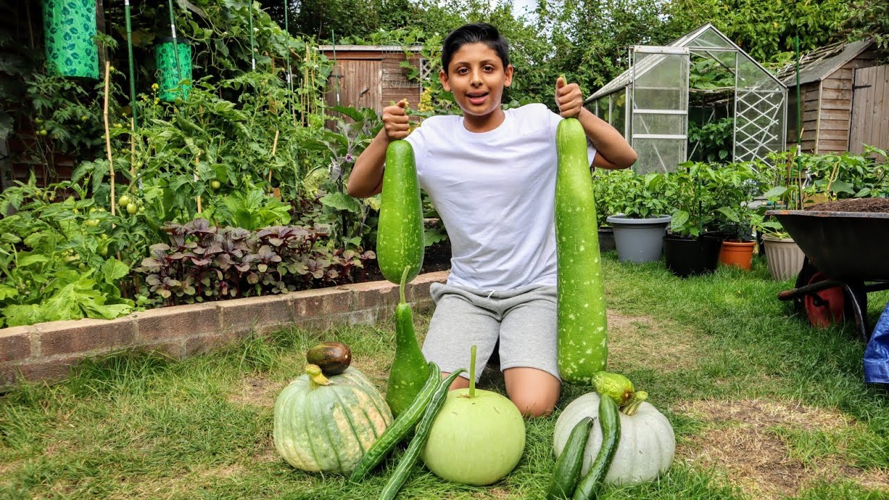 Time To Harvest Bangladeshi vegetable (part 1) | Ali Raja Garden Tour ...