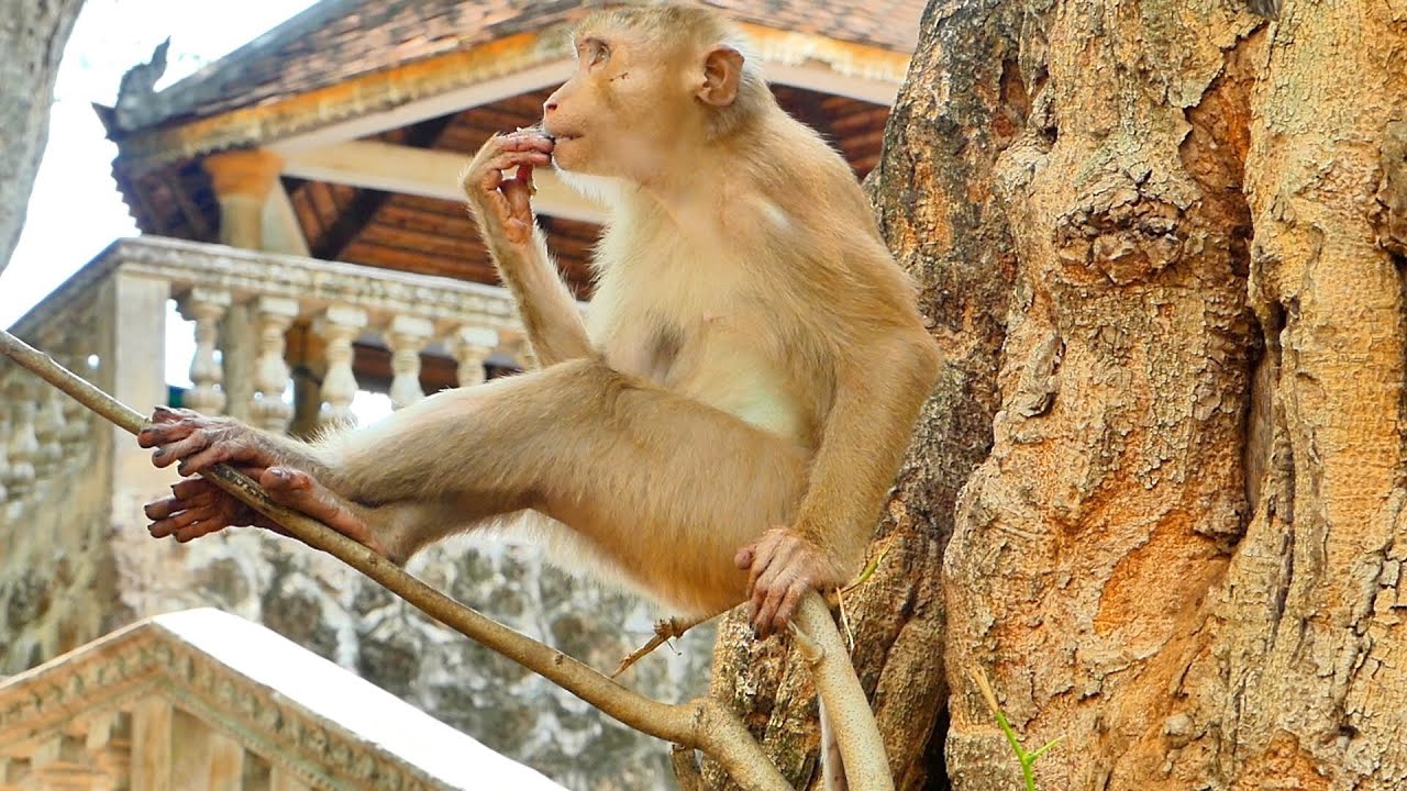 OMG.. ! Lady Monkey Moka is sitting on the tree so beautifully to take ...