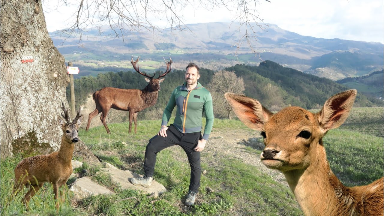 Differenze fra CERVO, DAINO e CAPRIOLO! - YouTube