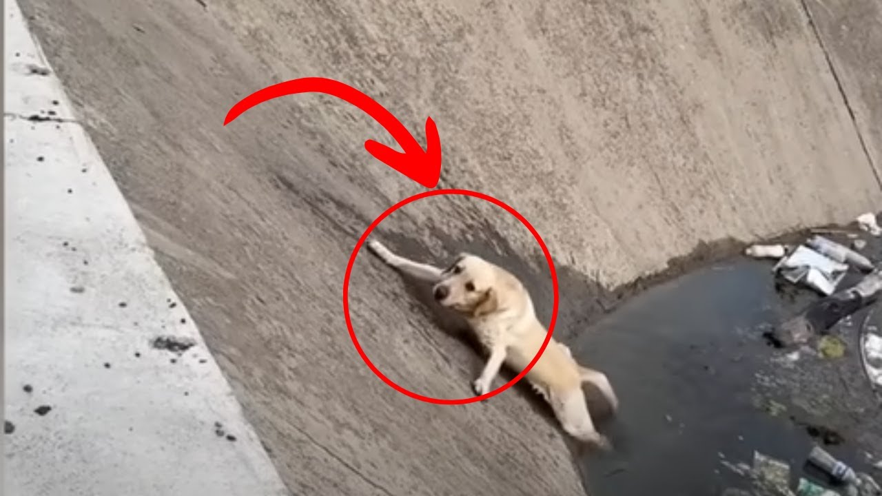 ¿Podrá este perrito sobrevivir a su caída en el pozo? - YouTube