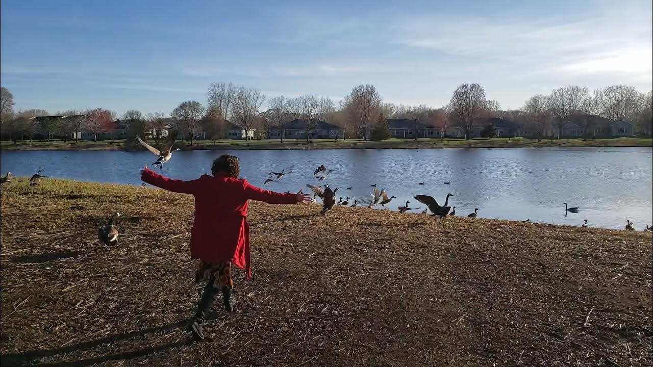chasing ducks - YouTube