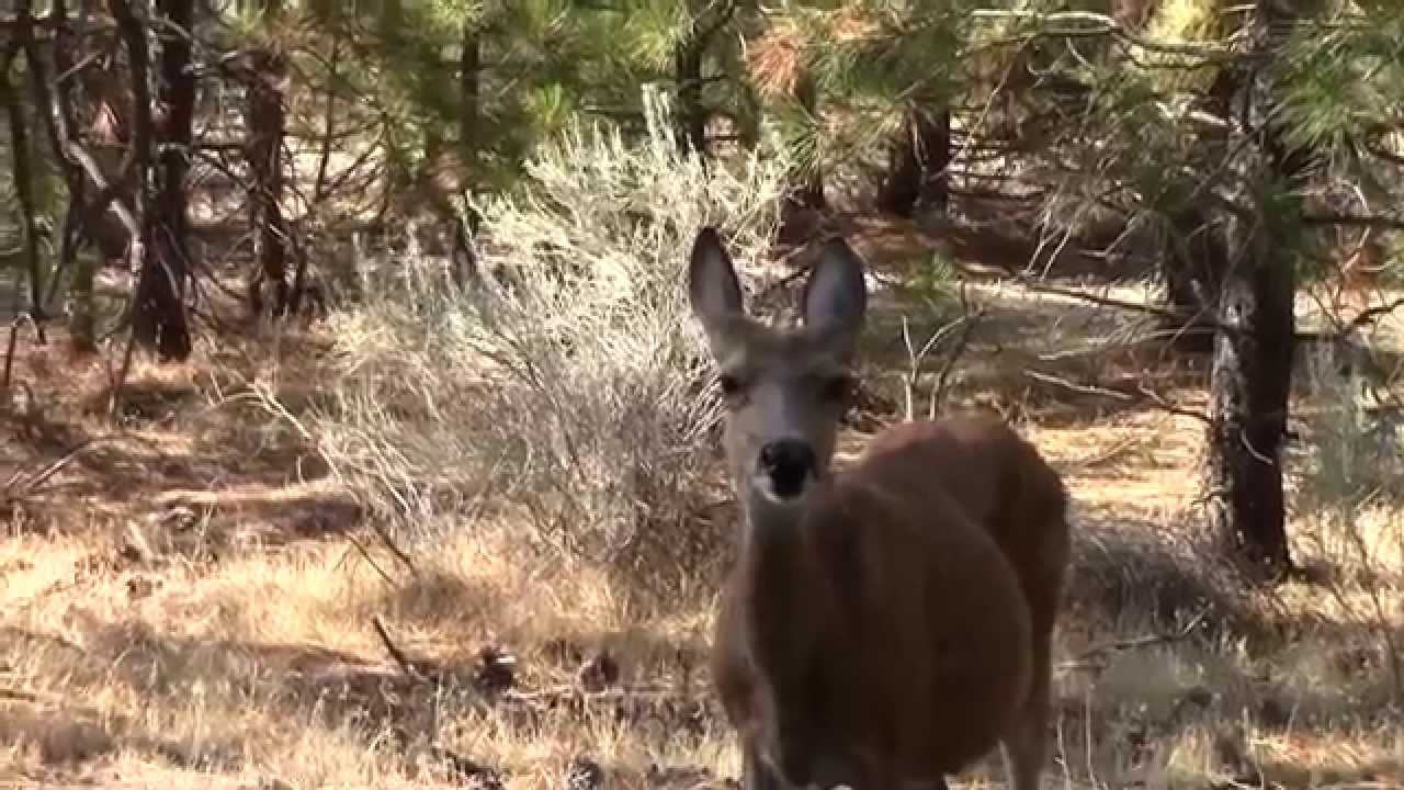Dramatic Deer in the Yard - YouTube