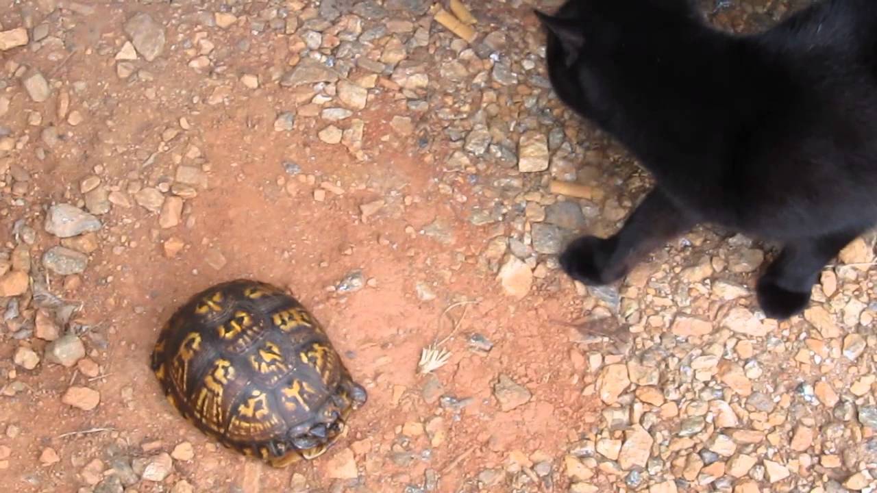 Cat vs. Turtle - YouTube