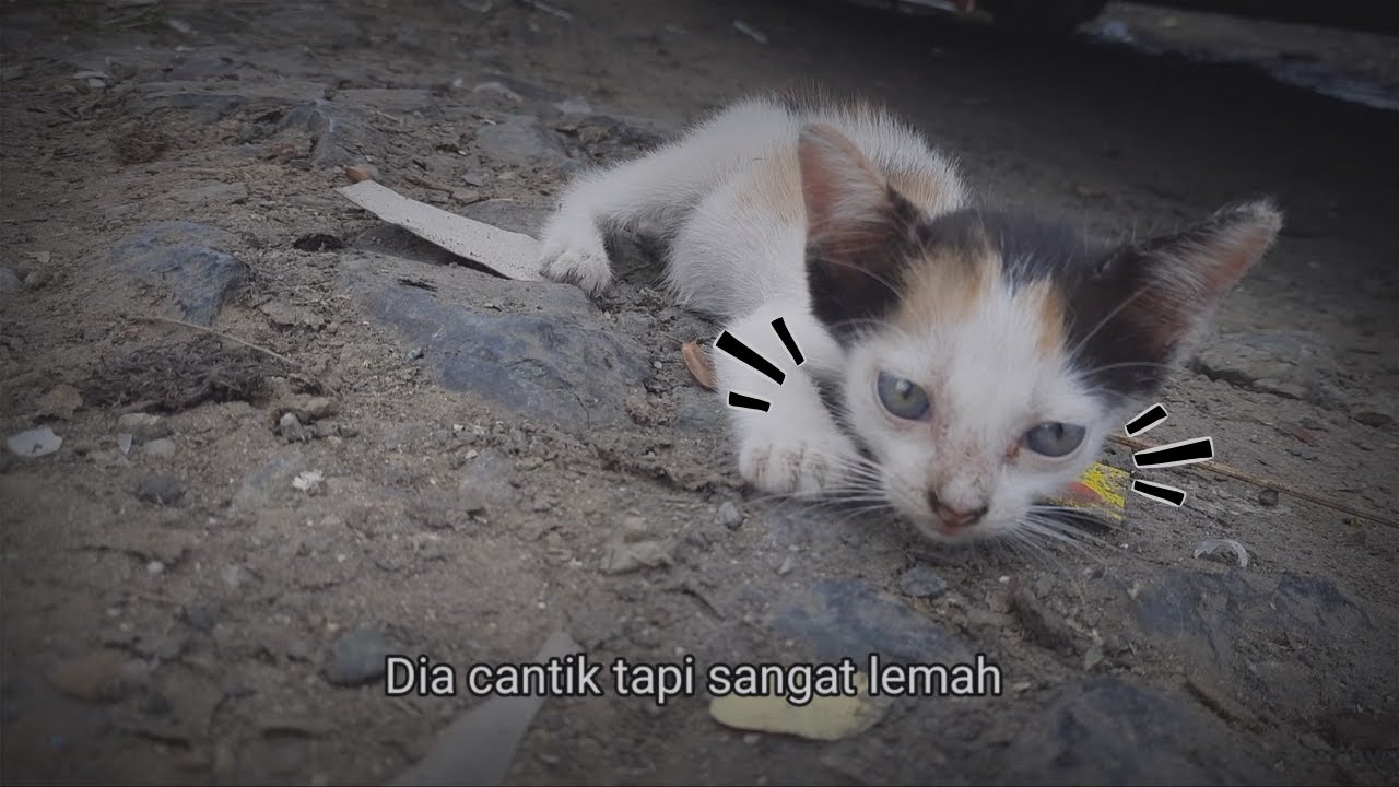 ANAK KUCING YANG MALANG BERJUANG MELAWAN KERASNYA KEHIDUPAN JALANAN # ...