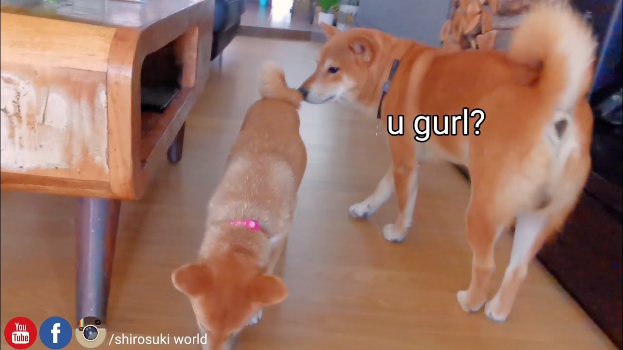 Shiro Discovers Raya is a Girl 🤯 - YouTube