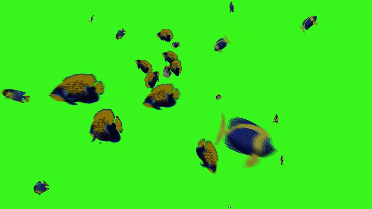 Fish Green Screen 3D - YouTube