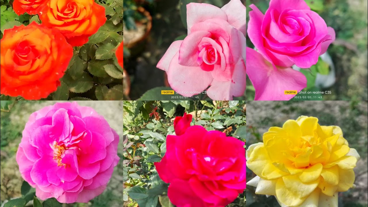 beautiful colection of Rose plant.various types of rose plant.all ...