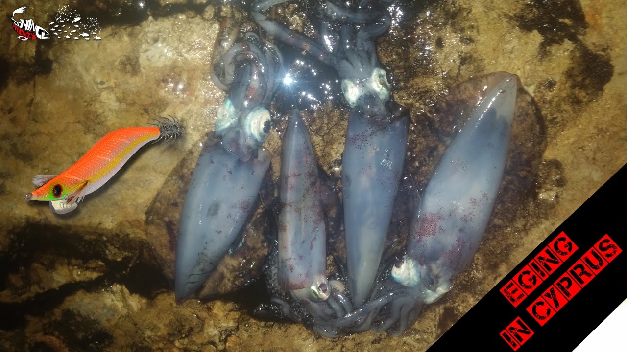 EGING IN CYPRUS. SQUID FISHING (ΨΑΡΕΜΑ ΚΑΛΑΜΑΡΙΩΝ) - YouTube