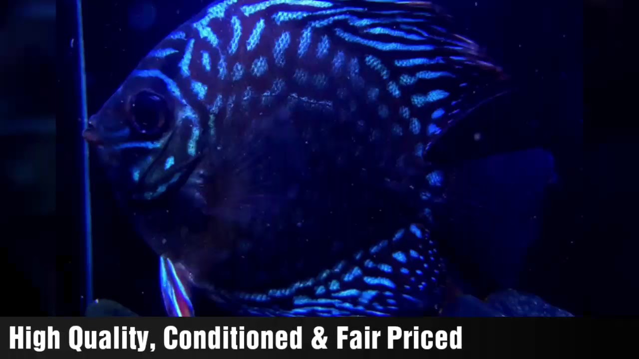 The Fin Room Motherwell we ship UK WIDE #TropicalFish - YouTube