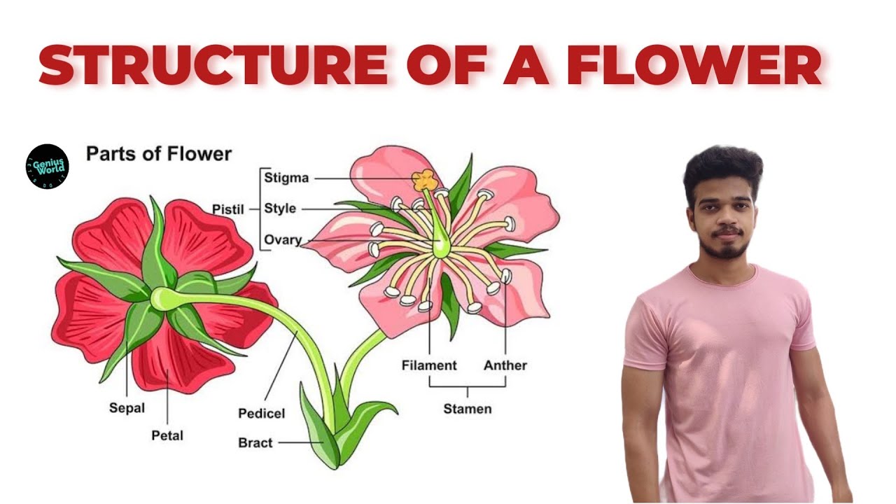 Structure Of A Flower Various Parts Easy Concept YouTube structure-of-a-flower-various-parts-easy-concept-youtube