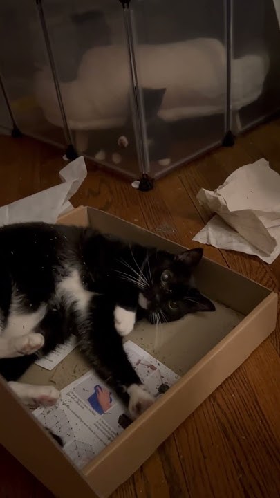 boo’s high on catnip rolling around in a box, throwing napkins. w/mini spectators. - YouTube