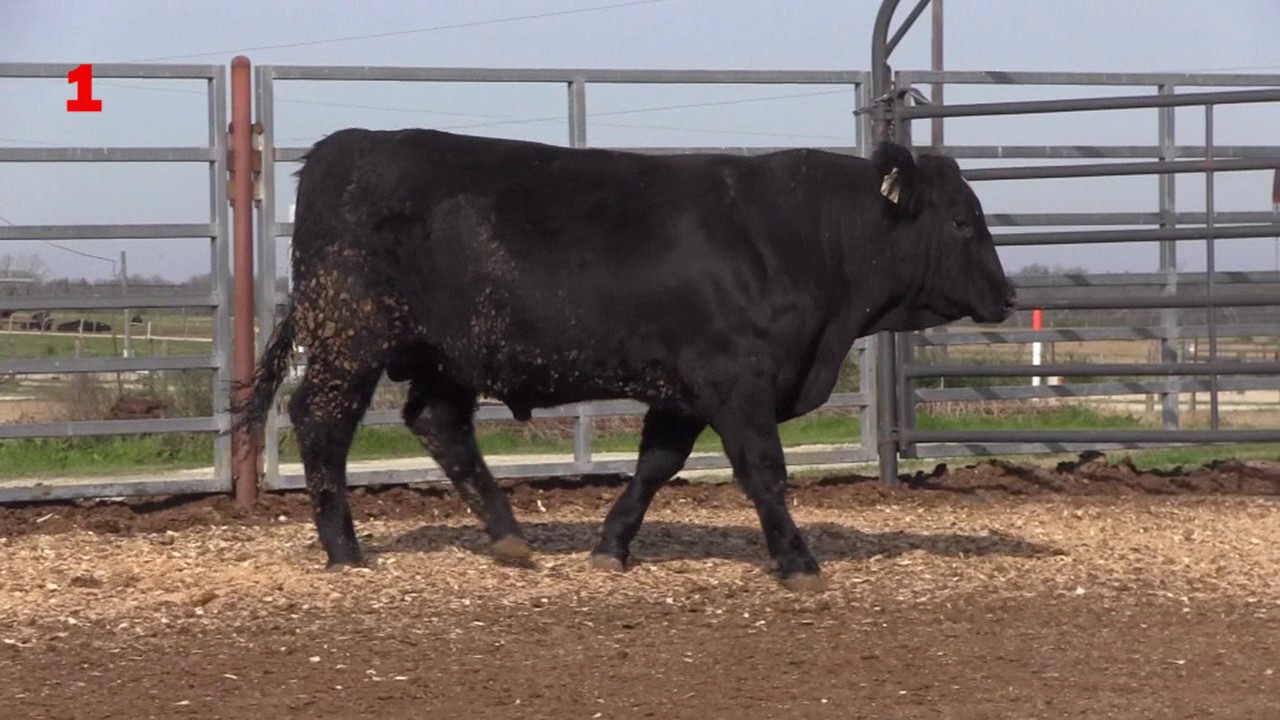 Lot 1 - Cattlemen's Kind Bull Sale 2017 - YouTube