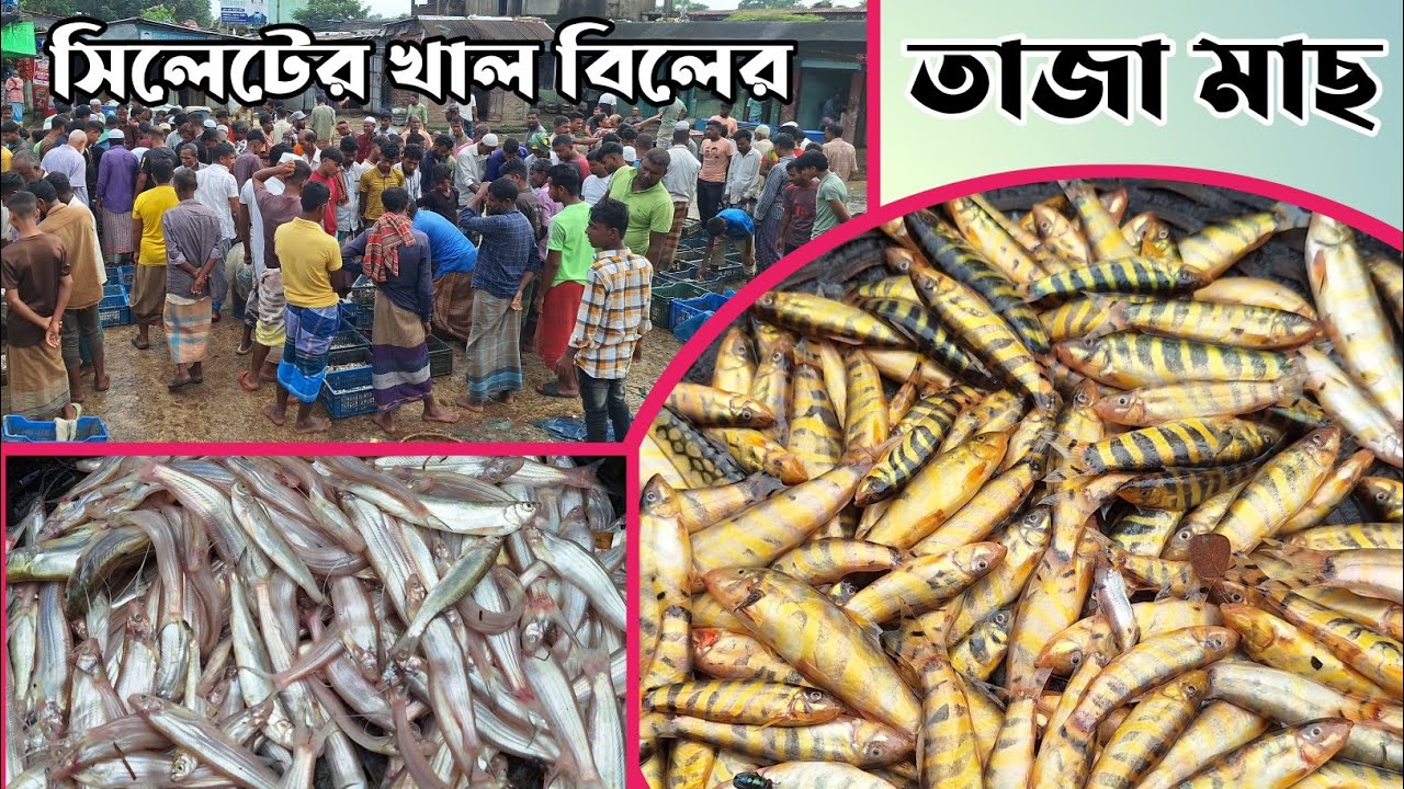 Lamkazi Fish Market Sylhet | সিলেটের খাল বিলের তাজা মাছ - YouTube