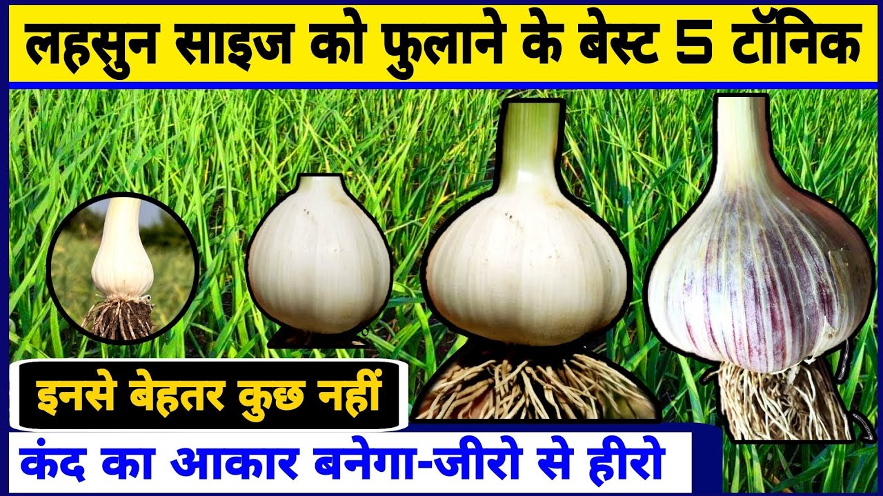 लहसुन फुलने की दवा || Lahsun ka size kaise badhaye || Lahsun fulane ki ...