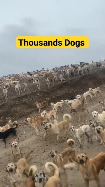 Thousands of dogs || थॉक्सैंड्स वो कुत्ते हैं #viral #shortvideo # ...