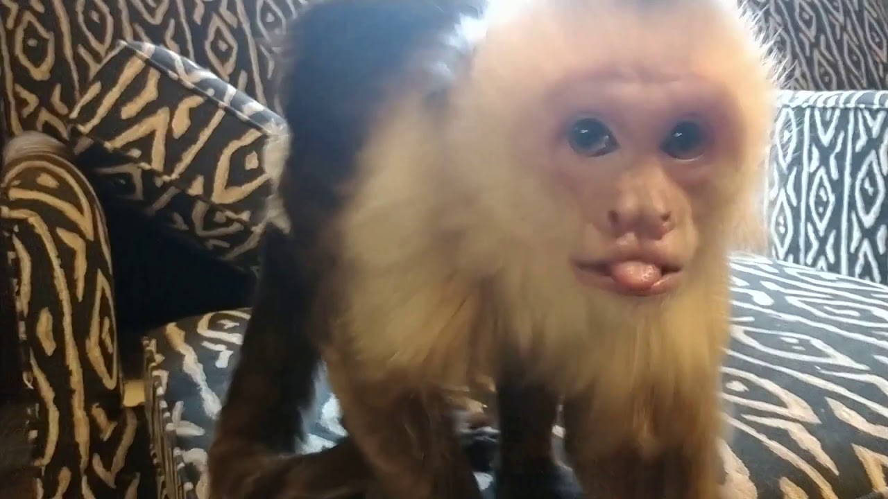 Monkey Stressed Out By A Stress Ball - YouTube