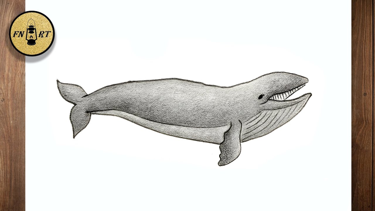 How to draw a gray whale step by step - YouTube