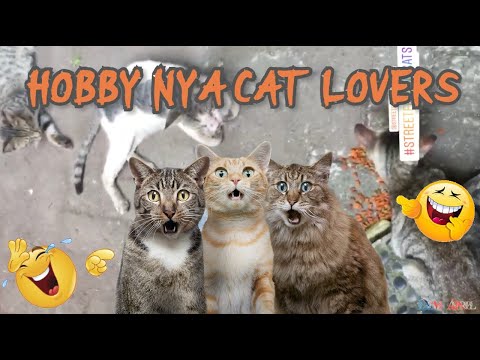 VLOG - STREET FEEDING KUCING JALANAN #2 [Dewi April]