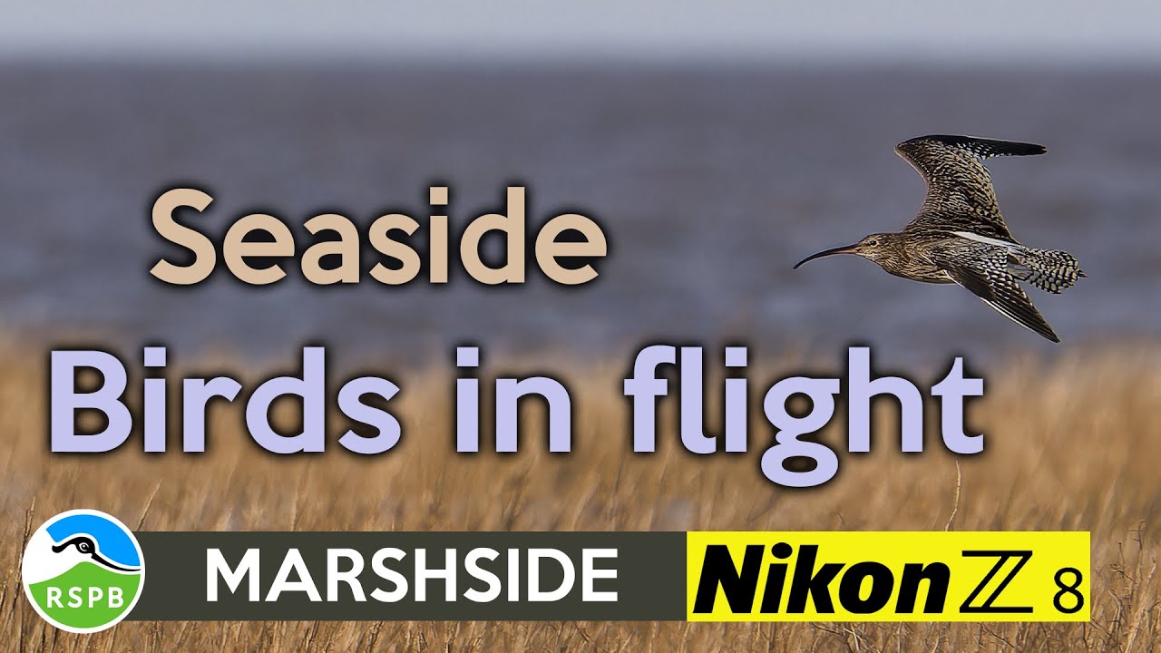 Photographing Birds in Flight at RSPB Marshside Nikon Z8 - YouTube