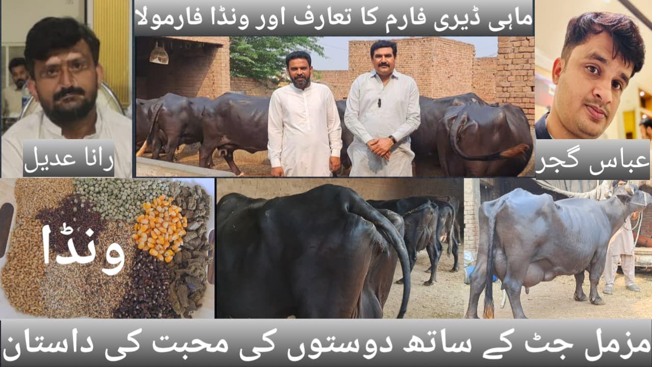 Nilli Ravi Buffalo And Cows Mahi Muzaml jutt| Feed Formula at Mahi ...