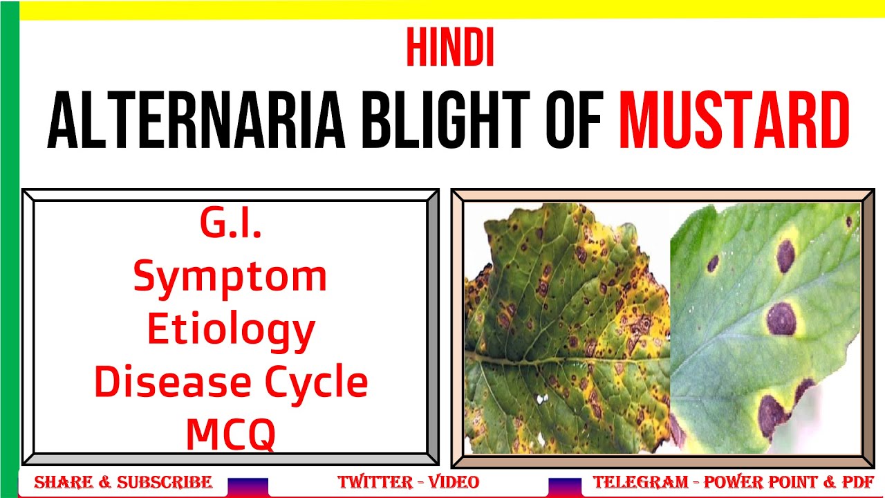 Alternaria Blight or Black Spot of Rapeseed & Mustard, G.I., Symptom ...