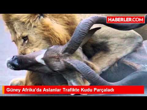 Güney Afrika'da Aslanlar Trafikte Kudu Parçaladı