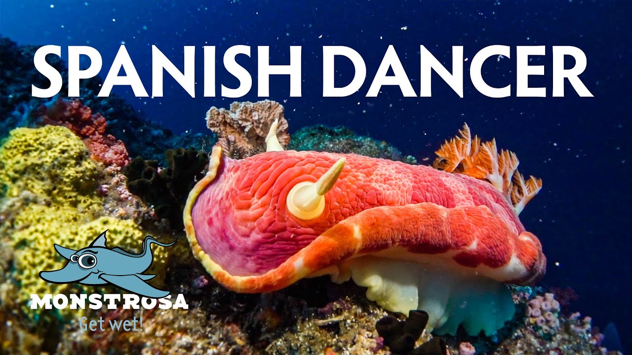 Oceanic Flamenco - A Close Encounter with the Spanish Dancer - YouTube