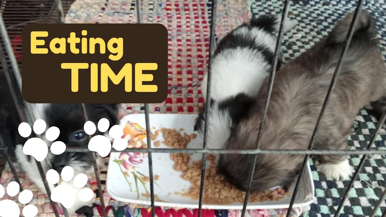 Chow time of my PuPPies - YouTube