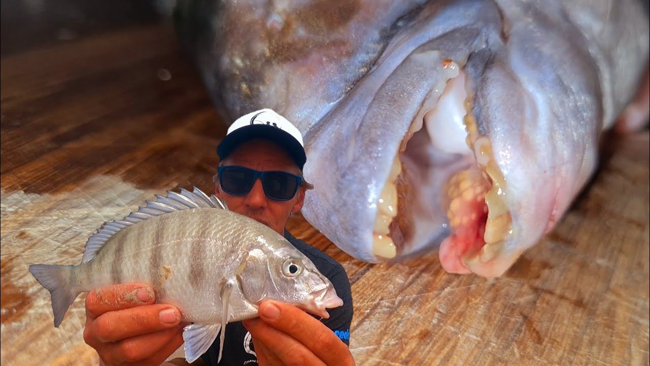 Blacktail Catch and Cook and Catching Beautiful Steenbras - YouTube