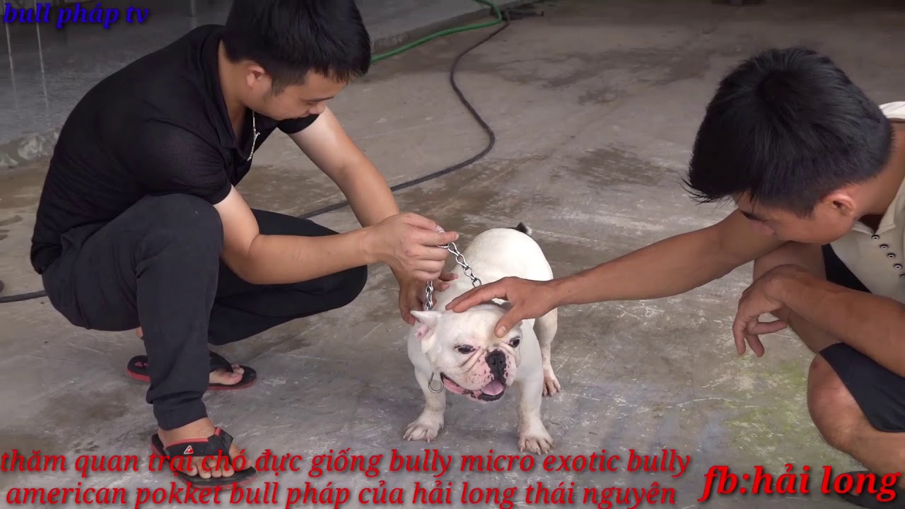 trại chó cảnh đực giống thái nguyên bull pháp bully - YouTube