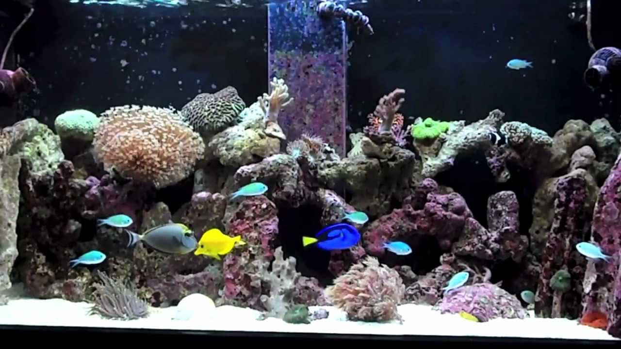 Gustavo's Aqua Reef 400 - after 7 Months - YouTube