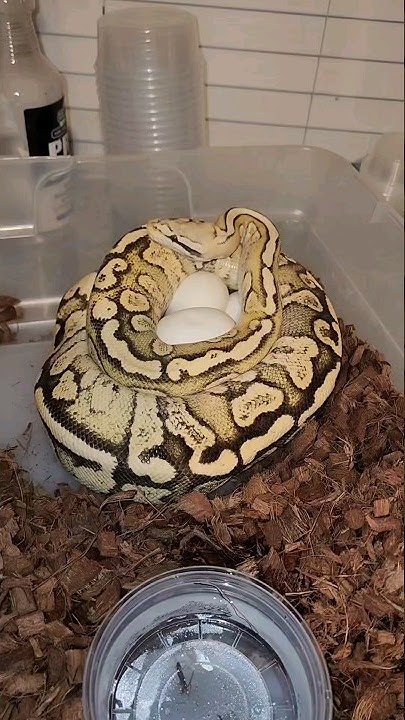 How we incubate our ball python eggs 🐍🥚 - YouTube