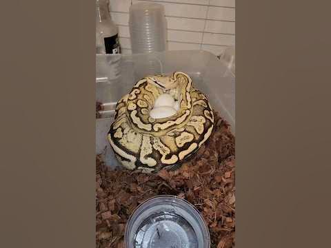 How we incubate our ball python eggs 🐍🥚 - YouTube
