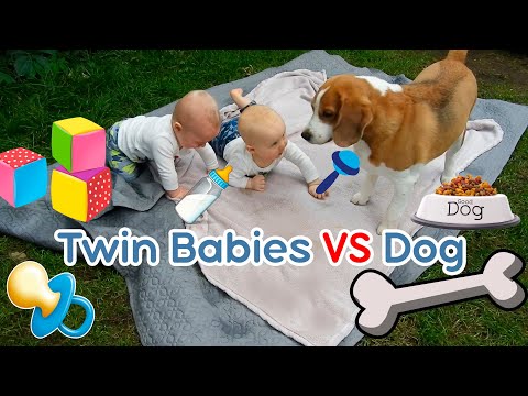 #5 Komik Bebekler 2020 Köpekle oynayan çocuklar 👶👶 Ikiz bebekler ve köpek 😍 En Güzel Gülen Bebekler