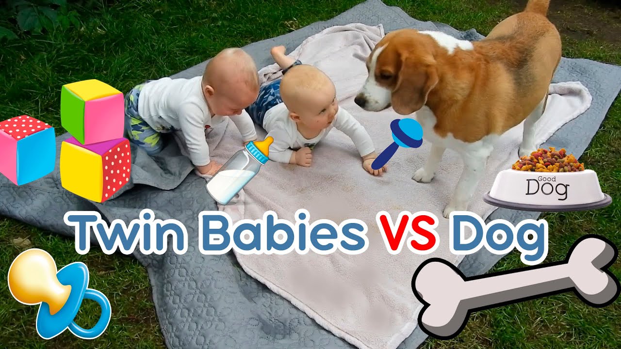 TWIN BABIES VS DOG 👶👶 Baby Argues With Dog😀Baby And Dog Fight Over ...
