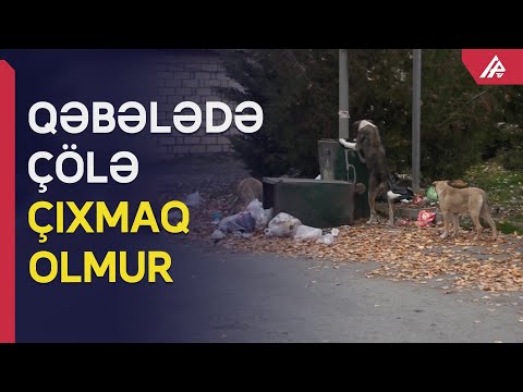 İnsanlar şəhəri itlərlə bölüşməyə məcbur qalıblar - Qəbələdən qorxulu görüntülər - APA TV