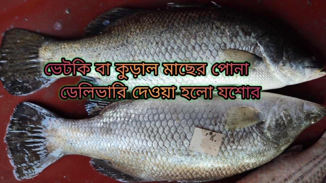 ভেটকি বা কোরাল মাছের পোনা ডেলিভারি দেওয়া হল যশোর,Coral fish fry ...