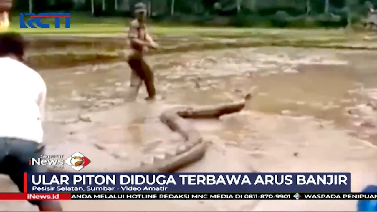 Warga Tangkap Ular Piton Sepanjang 7 Meter di Sumatra Barat - SIP 29/11 ...