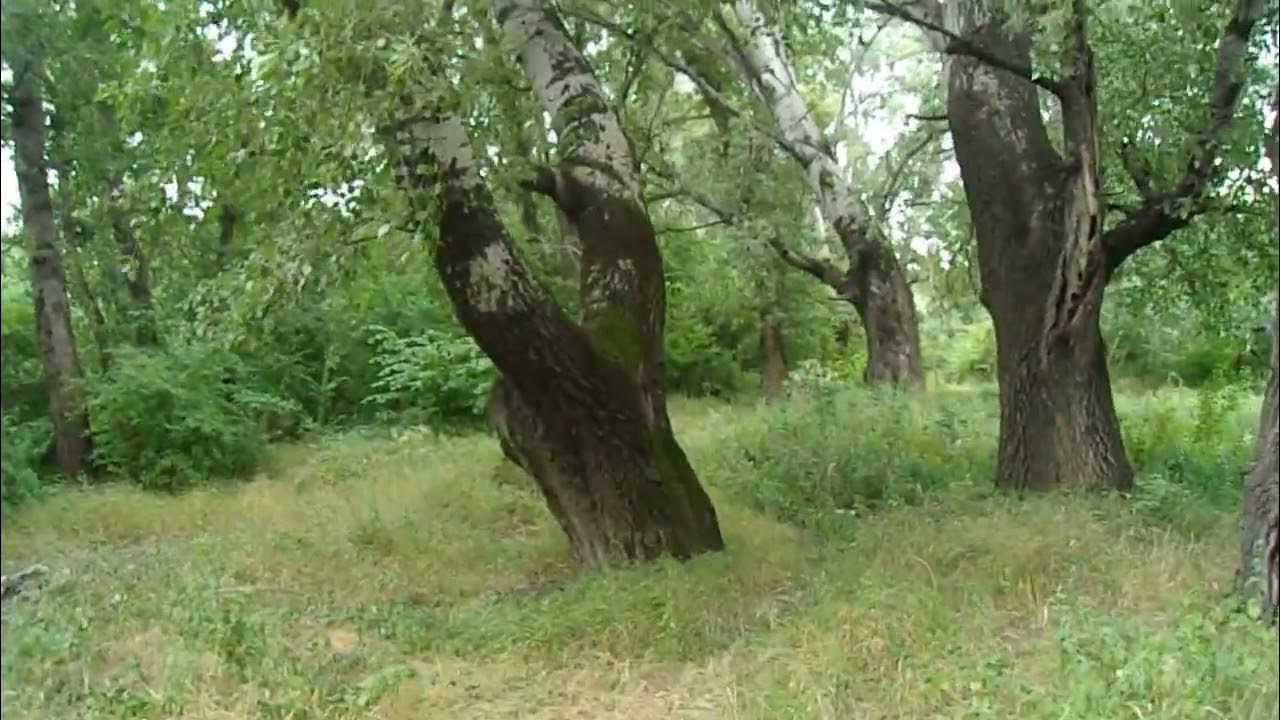 Тополиная роща. - YouTube