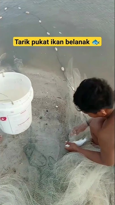 Tarik pukat di pantai dapat ikan belanak 🐟#pukatikan #jalaikan #mancing #mancingmania #ikan ...